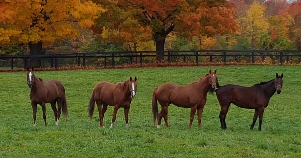 Doors Open Ontario - LongRun Thoroughbred Retirement Society