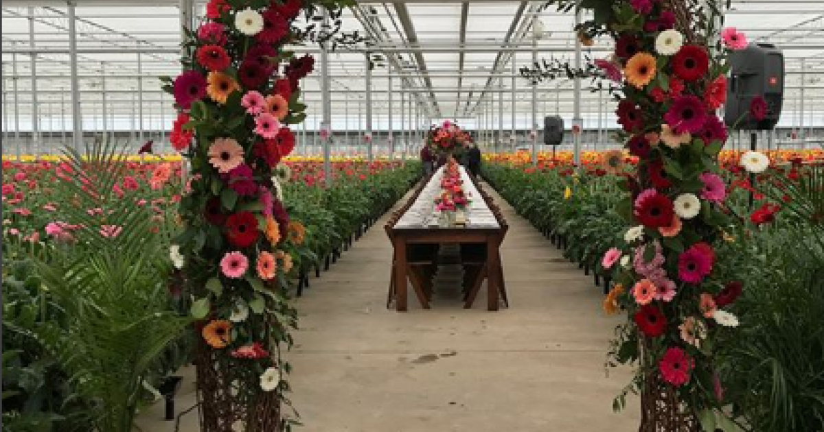 Doors Open Ontario - Van Geest Bros. Gerber Daisy Greenhouse