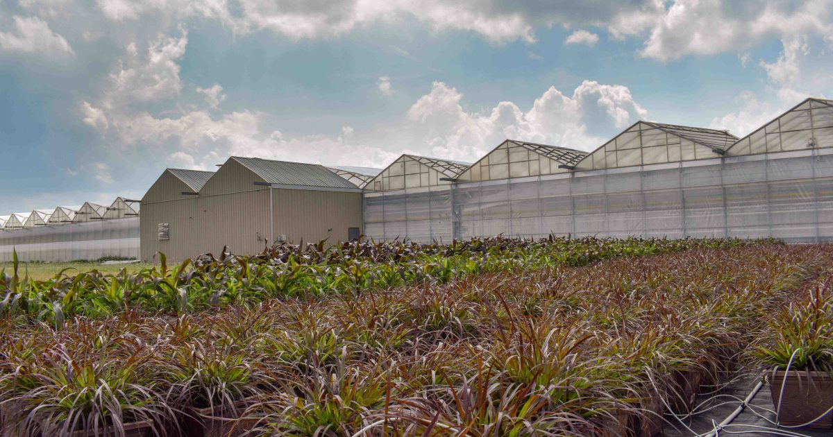 Portes Ouvertes Ontario - Cherry Creek Greenhouses