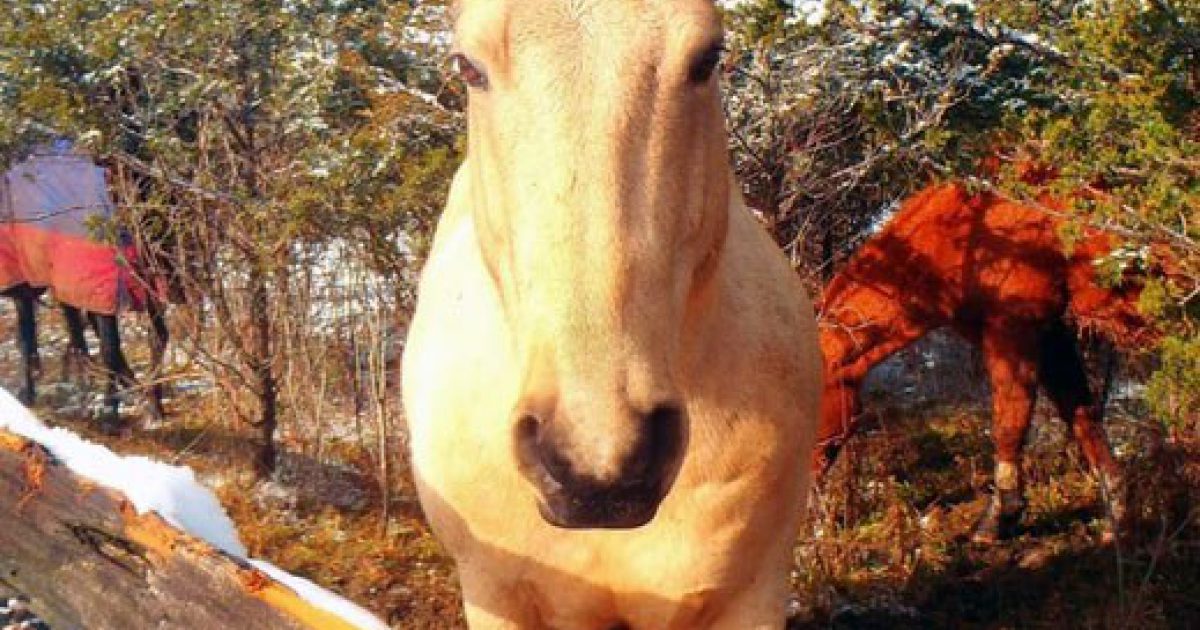 Doors Open Ontario - Second Chance Ranch