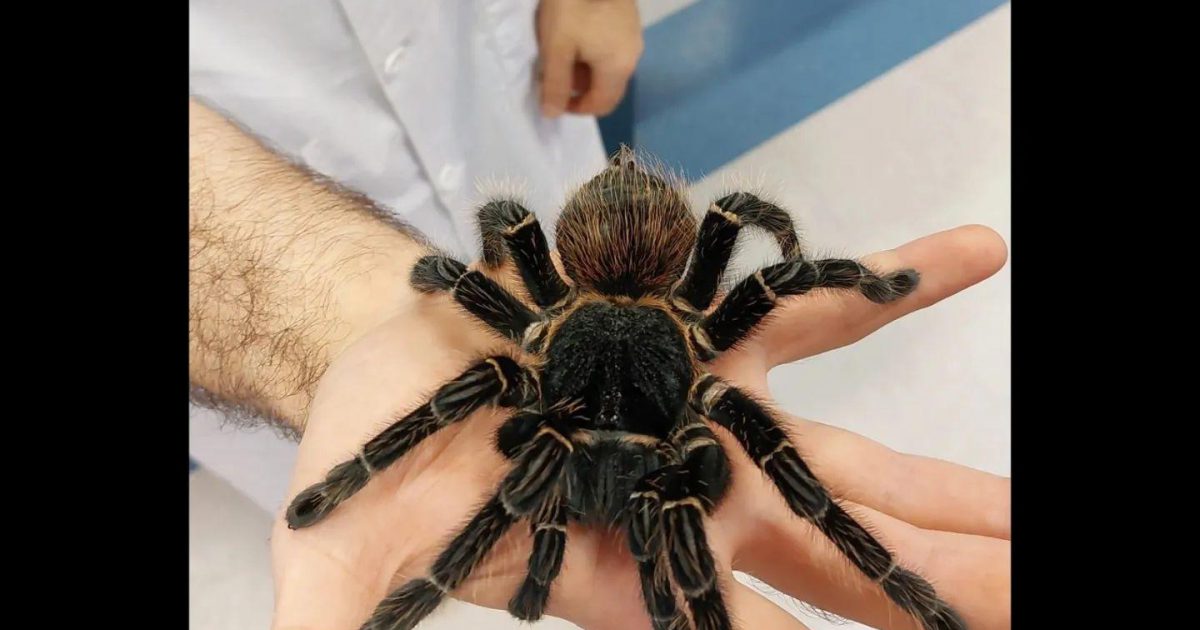 Doors Open Ontario - Entomica Insectarium