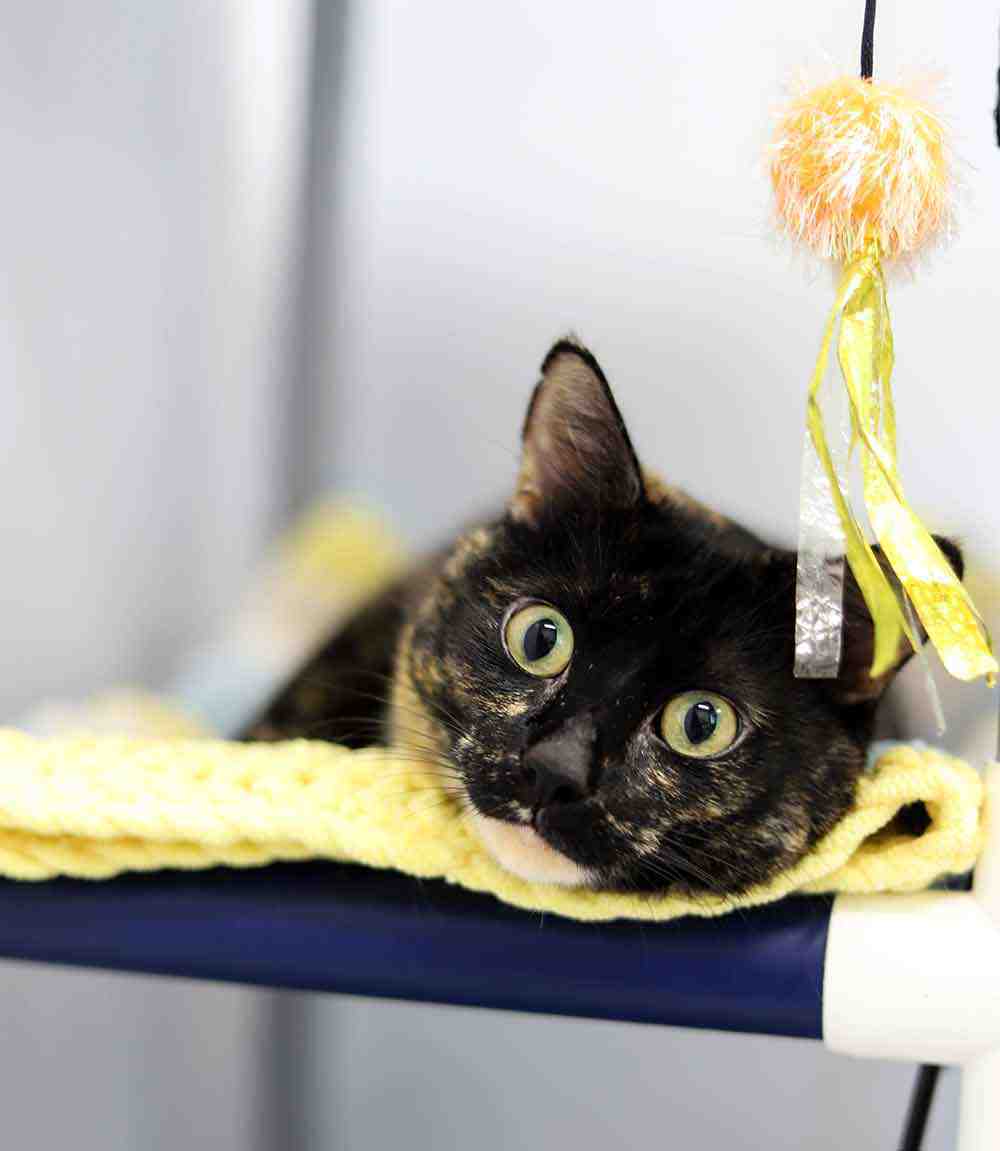 Doors Open Ontario - Ontario Society for the Prevention of Cruelty to ...