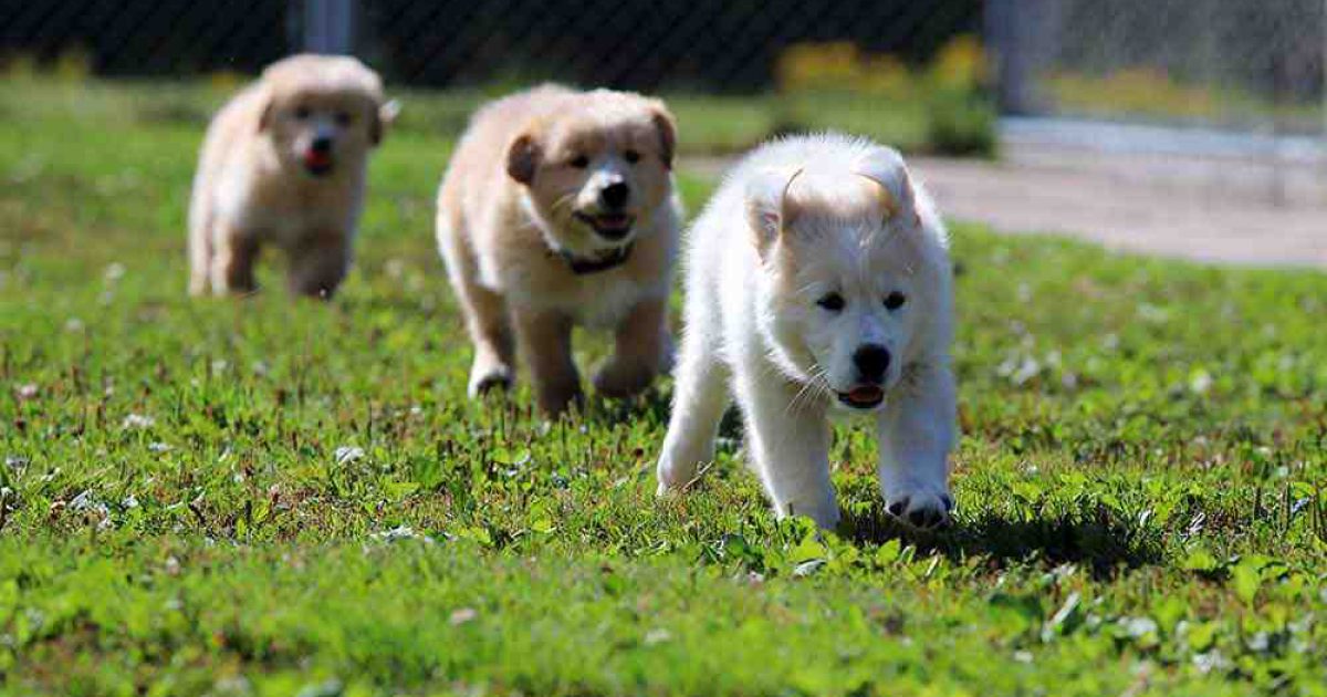 Doors Open Ontario - Ontario SPCA York Region Animal Centre